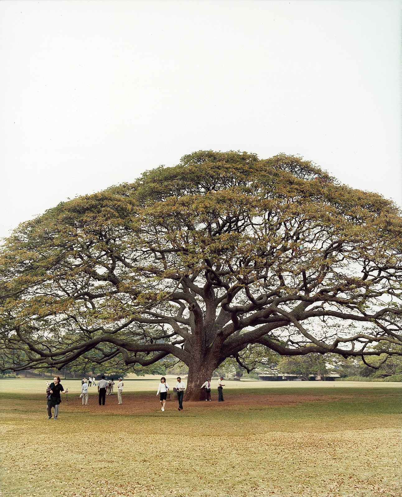 Photo 16 of 16 in Honolulu, Hawaii - Dwell