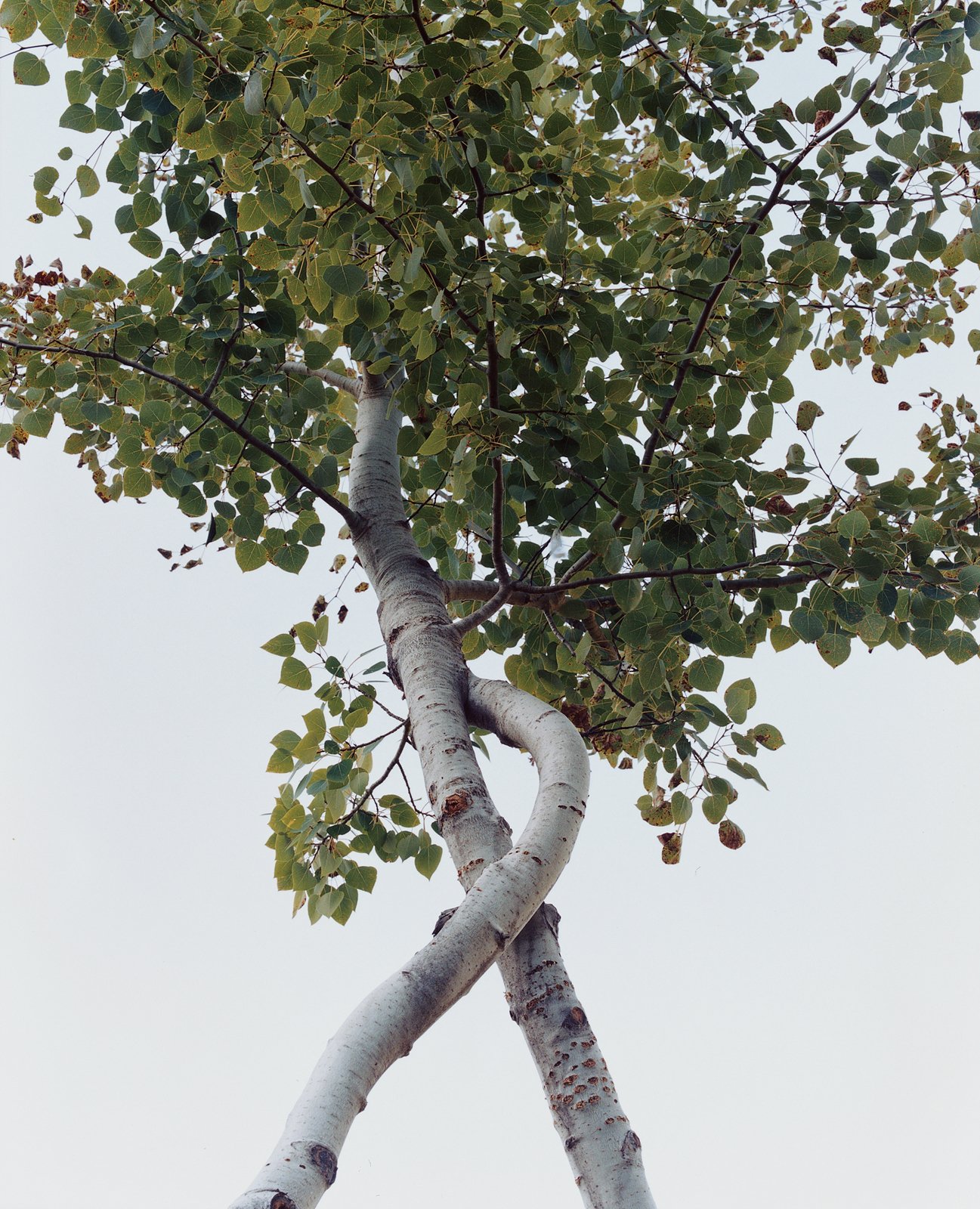 Branching Out - Dwell