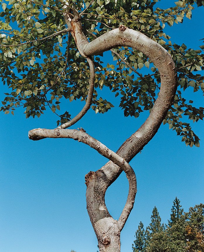 Photo 5 of 6 in Branching Out - Dwell