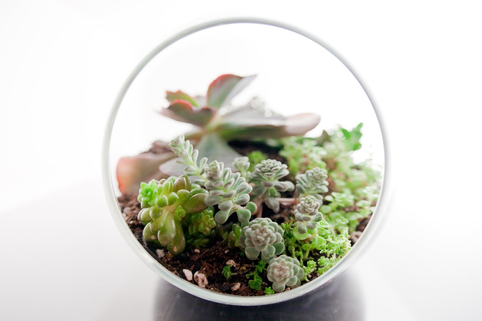 Photo 1 of 3 in Terrariums by Botany Factory - Dwell