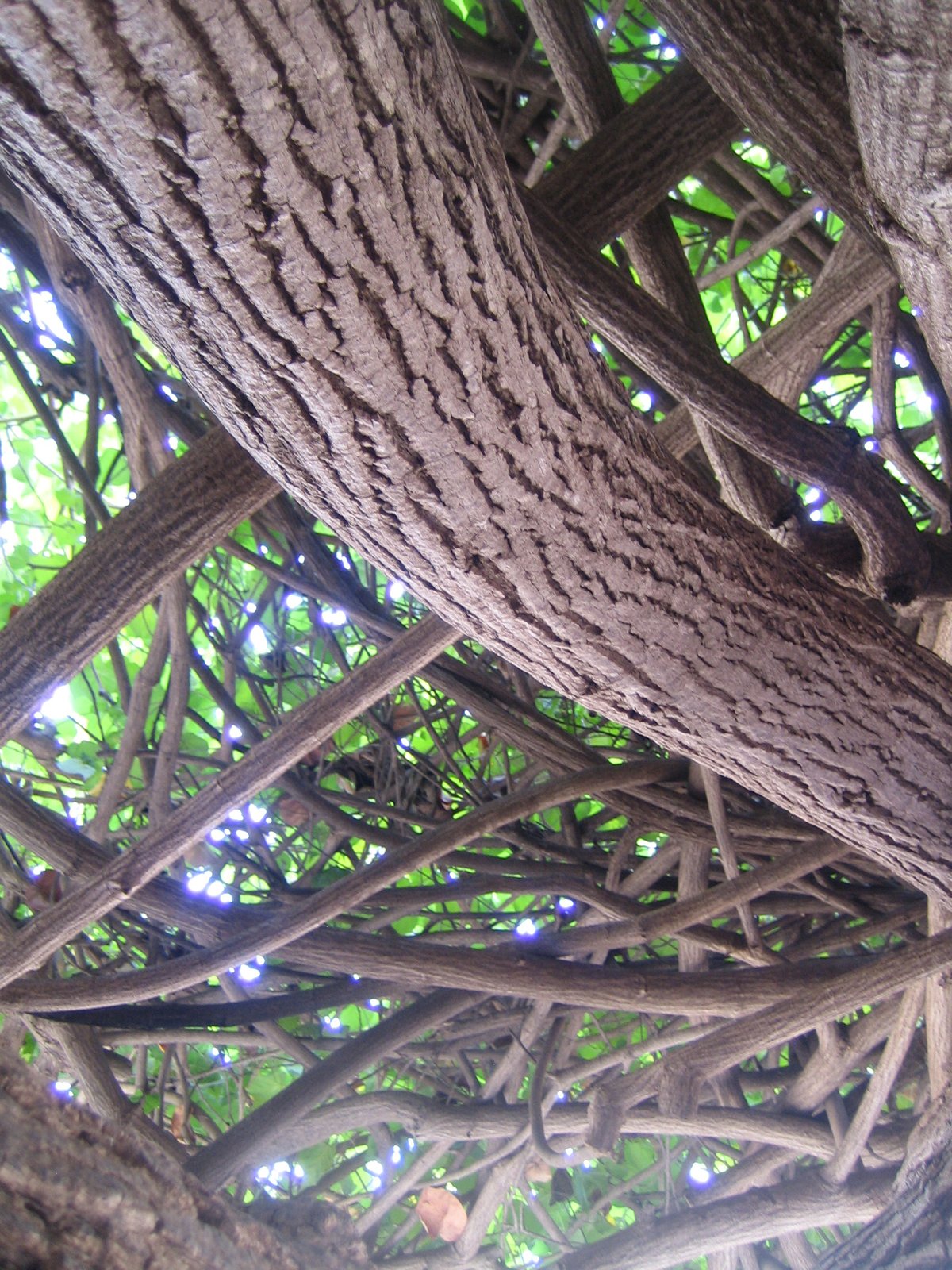 Hau Tree Lanai in Honolulu - Dwell