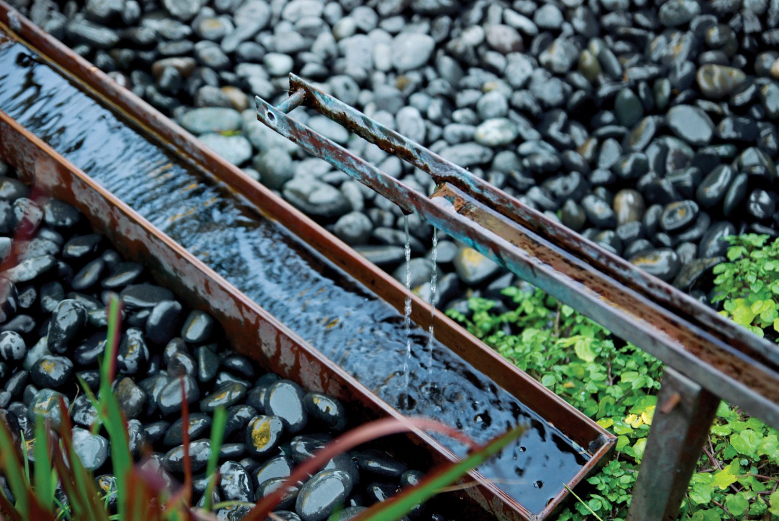 Photo 3 of 5 in This Backyard Returns to the Wild - Dwell