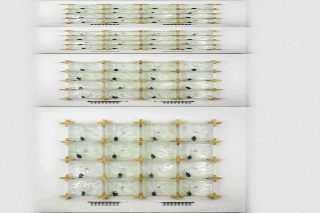 Photo 1 of 5 in This New Algae Farm Makes Growing Green Superfood at ...