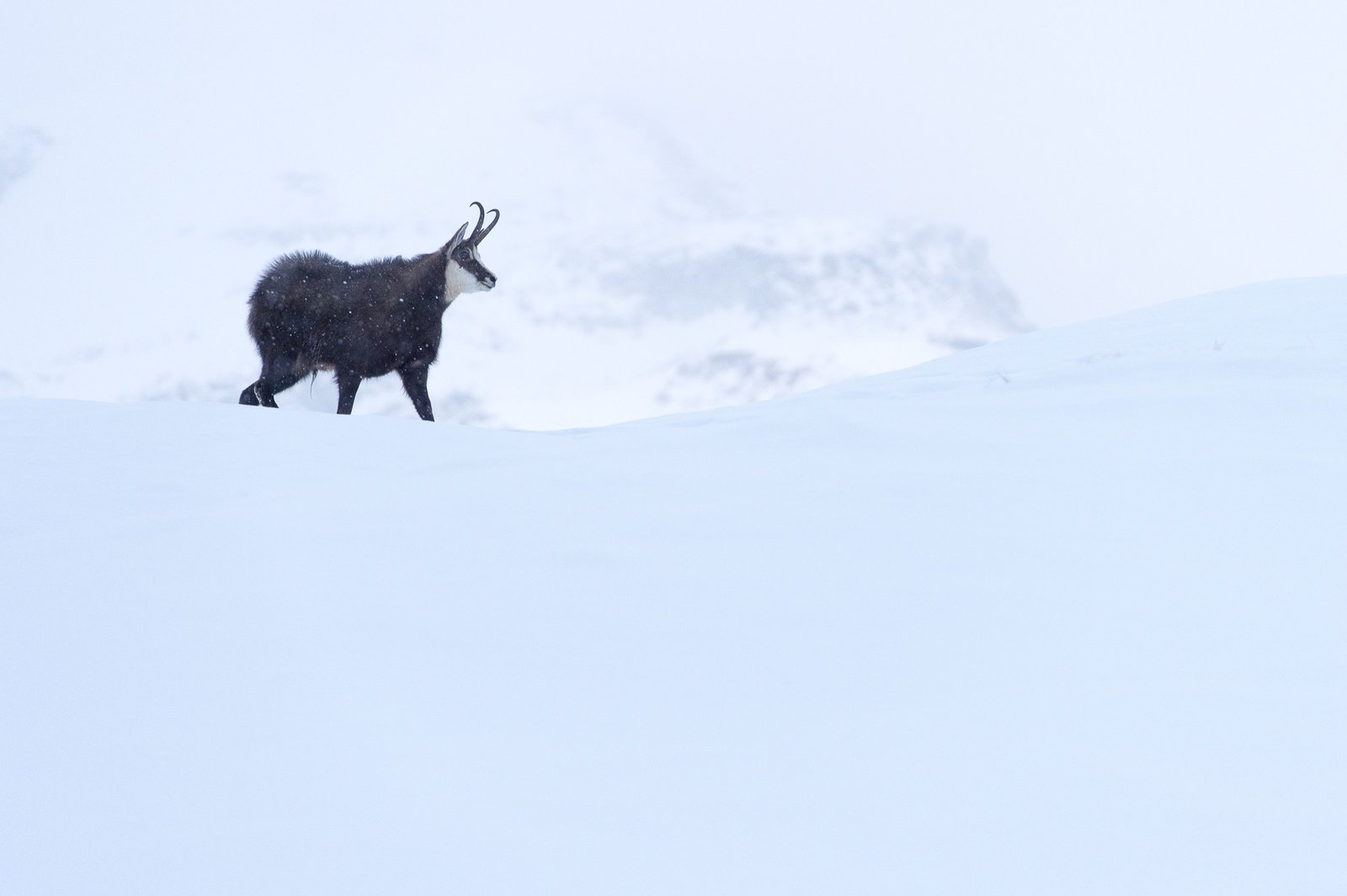 Alpine Modern on Dwell