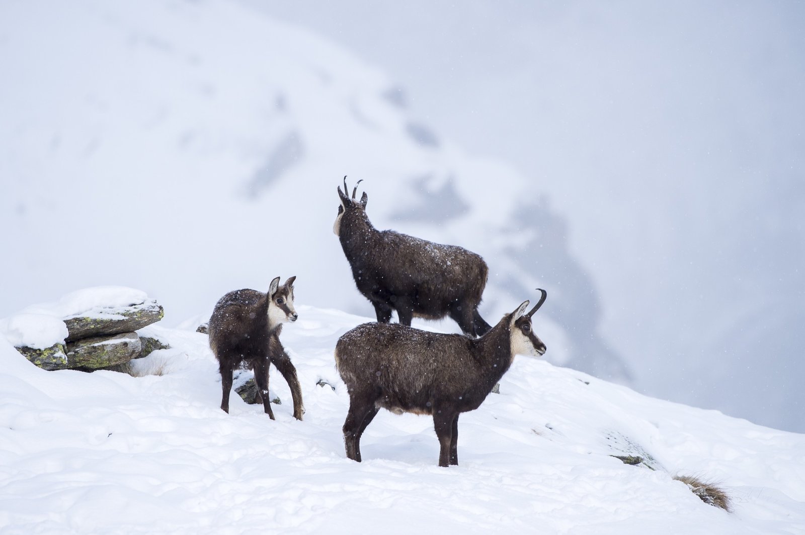 Alpine Modern on Dwell