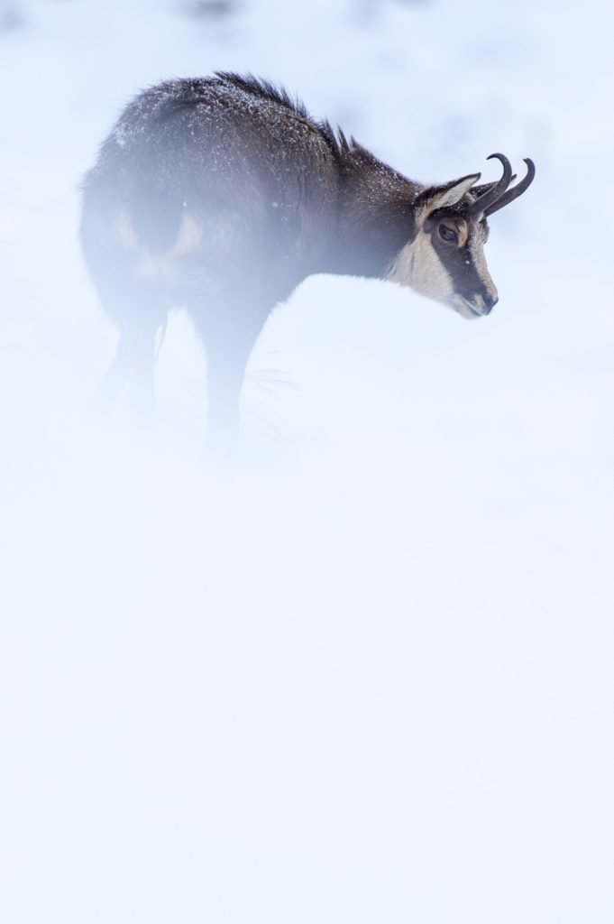 Alpine Modern on Dwell