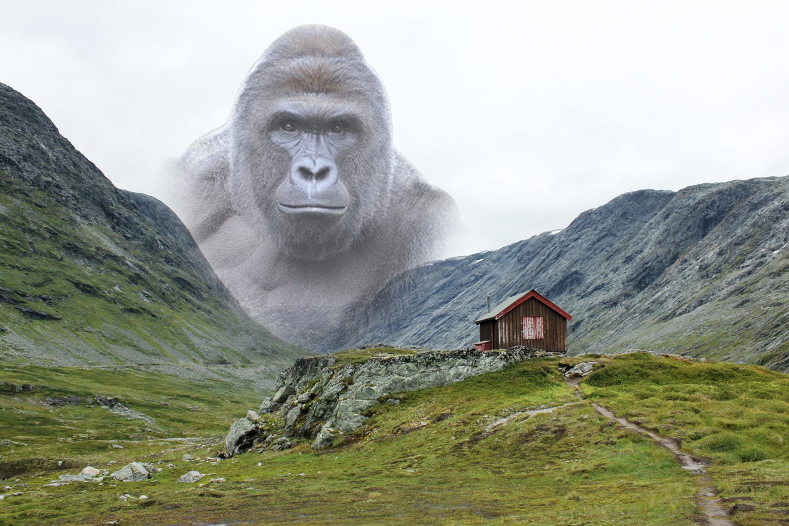 Prefabs out for Harambe (5 Photos) - Dwell