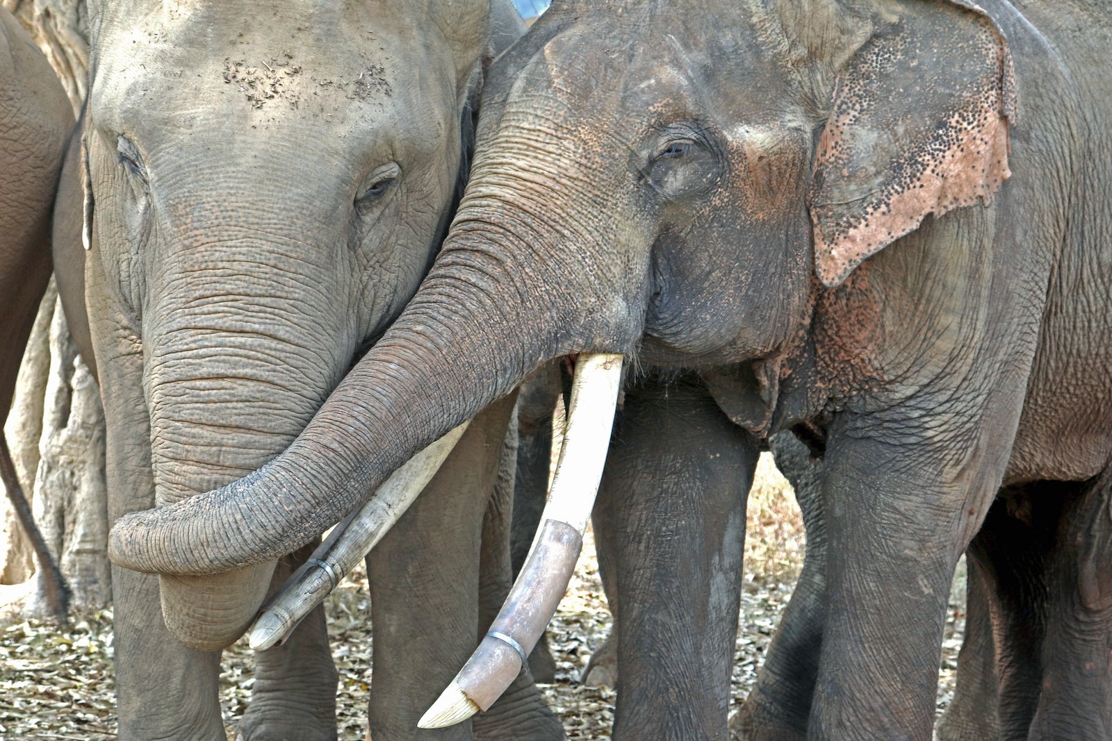 Photo 3 of 7 in Thailand’s Jungle Bubbles Let You Sleep in an Elephant ...