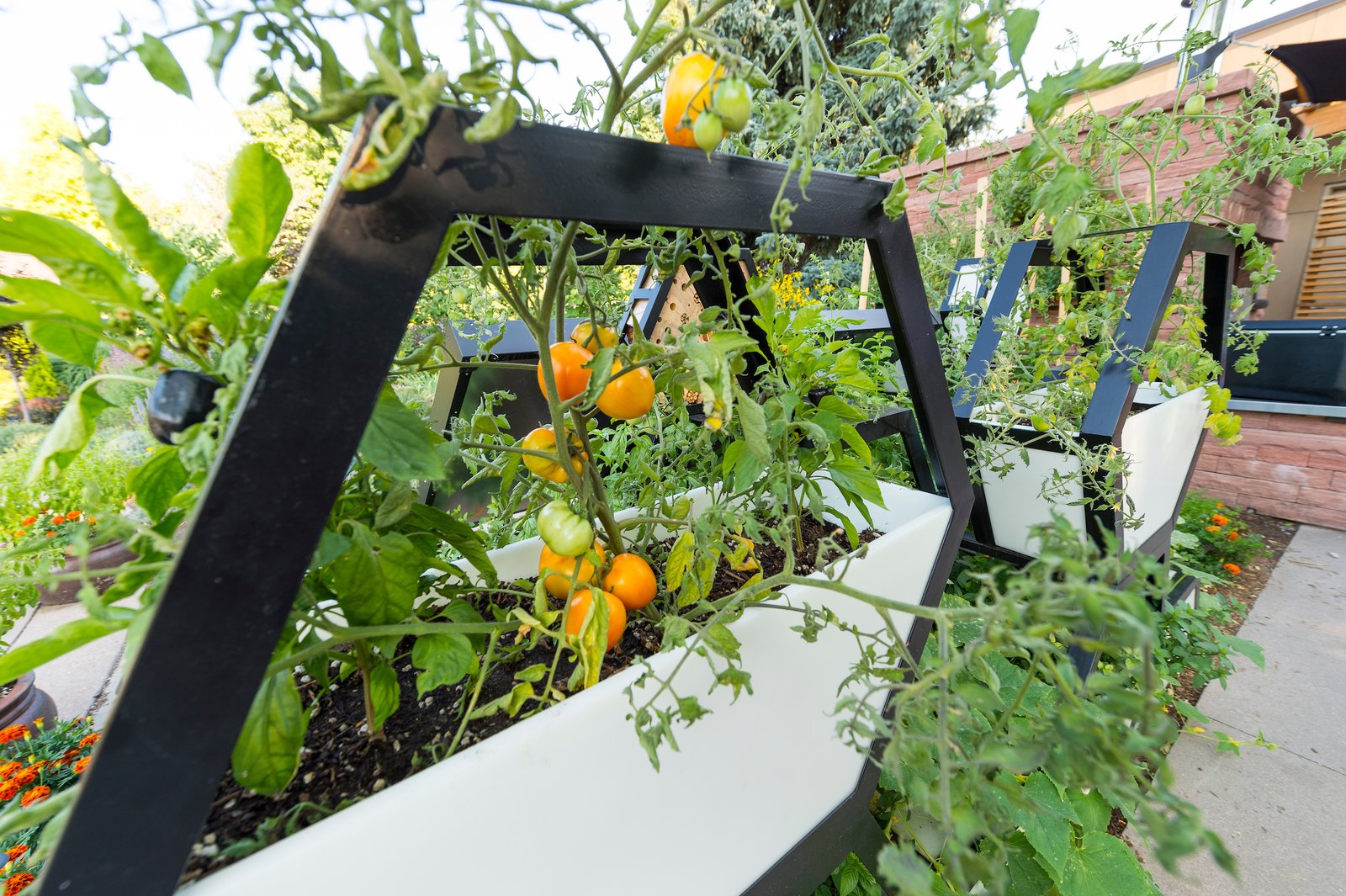 Photo 3 of 10 in The Beginner’s Guide to Growing Your Own Vegetables ...