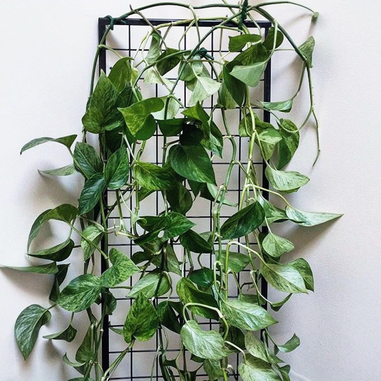 Photo 2 of 6 in Freestanding Garden Trellises by Trellis Works - Dwell