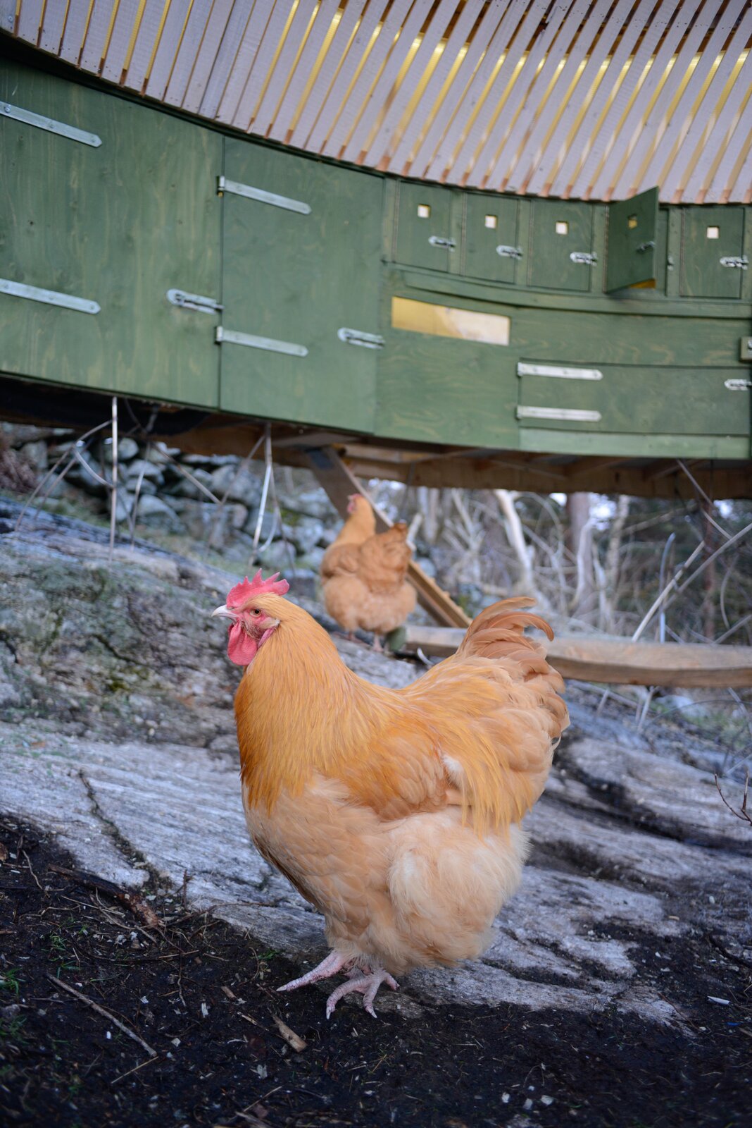 Photo 16 of 29 in 10 Modern Chicken Coops That Rule the Roost - Dwell