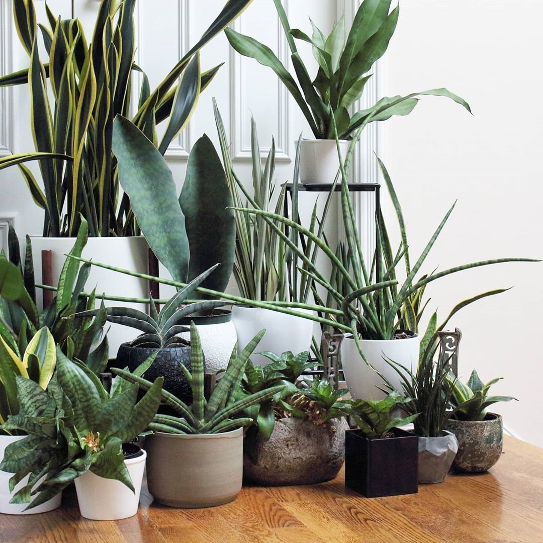 Photo 5 of 10 in The Beginner’s Guide to Propagating Houseplants - Dwell