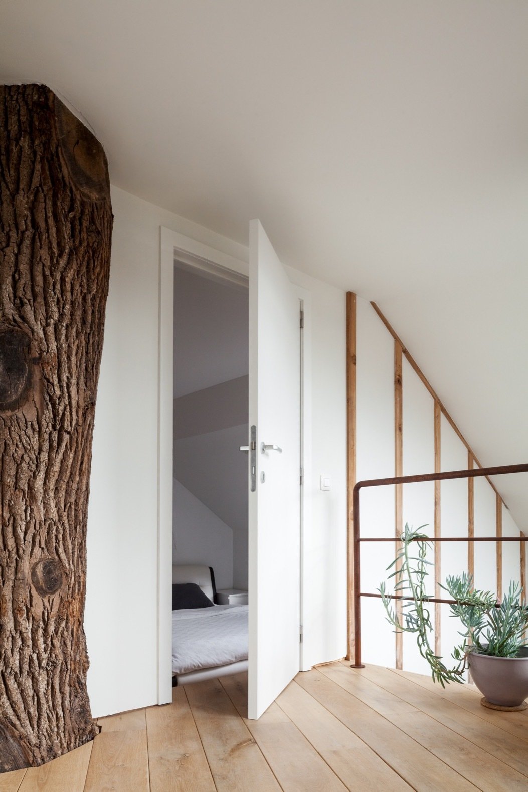 Photo 14 of 15 in A Crumbling Home Is Revived Around a Massive Tree ...