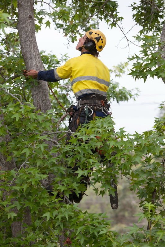 Photo 1 of 1 in Removal of large tree over creek using zip line rigging ...