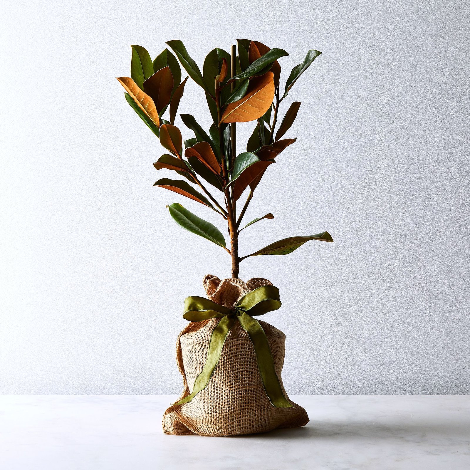 The Magnolia Company Southern Magnolia Tree Sapling by Food52 - Dwell