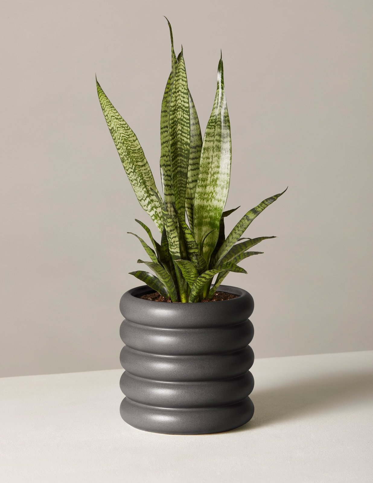 Photo 1 of 1 in The Sill x Poppy Flowers The Day Off Bouquet Kit - Dwell