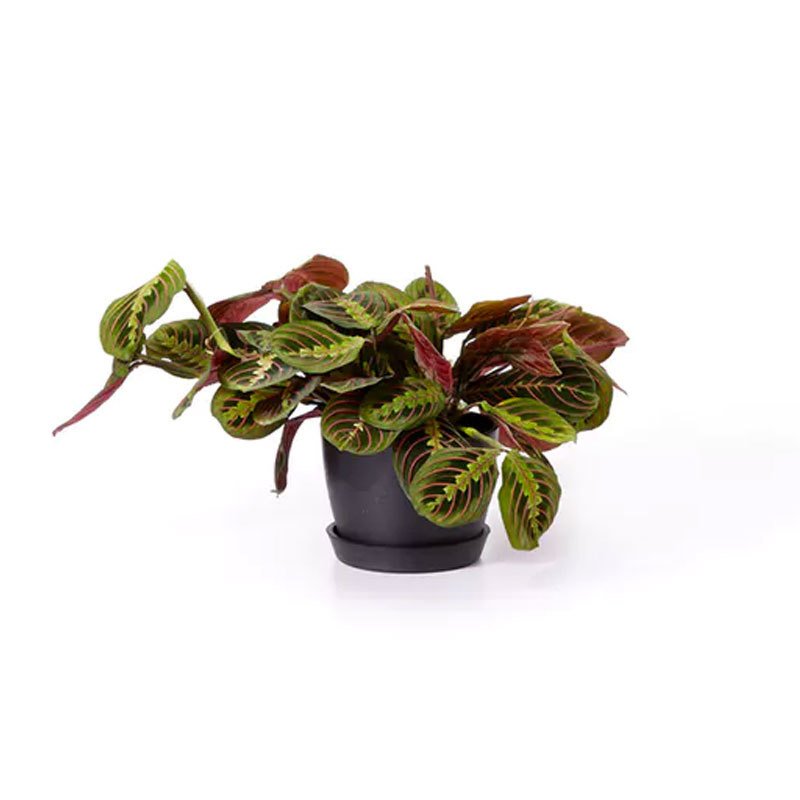 Bloomscape Red Prayer Plant by Huckberry - Dwell