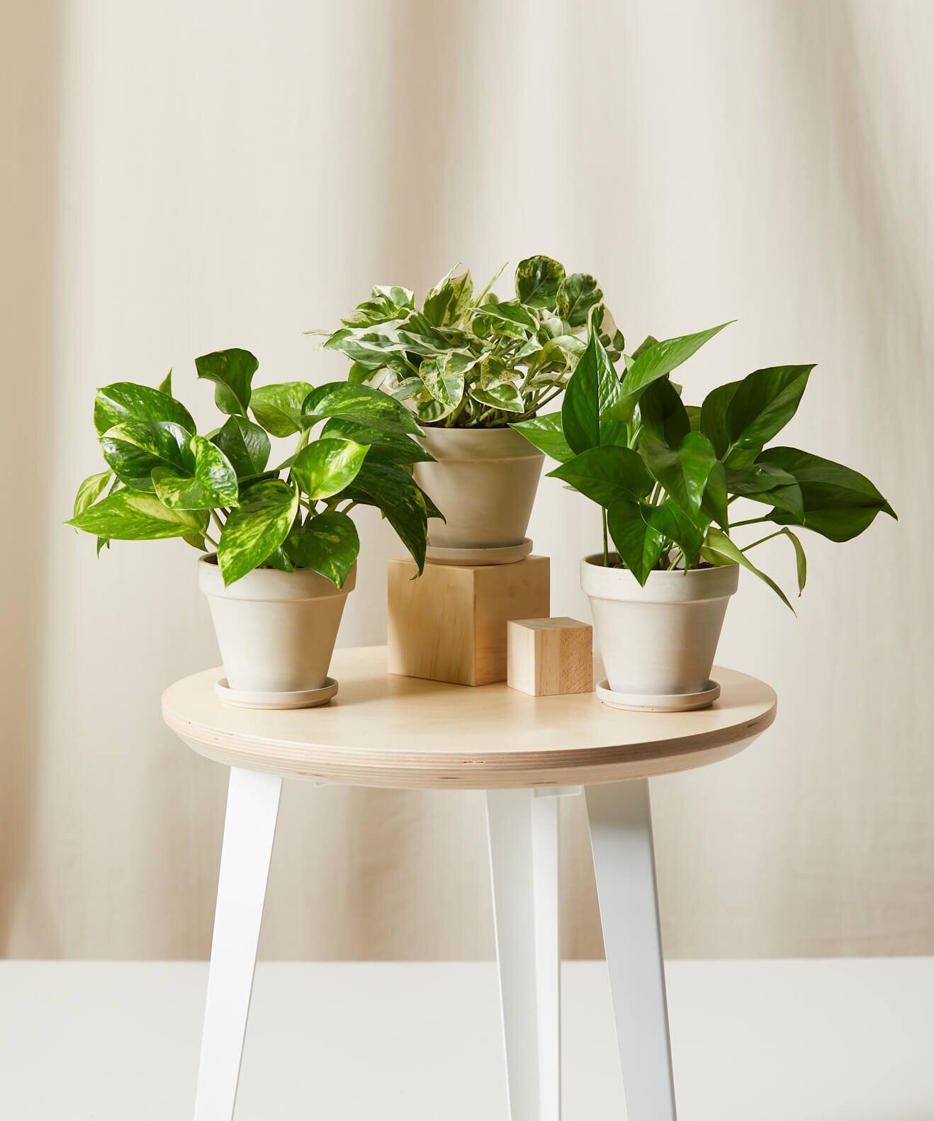 Bloomscape Pothos Collection by Bloomscape - Dwell