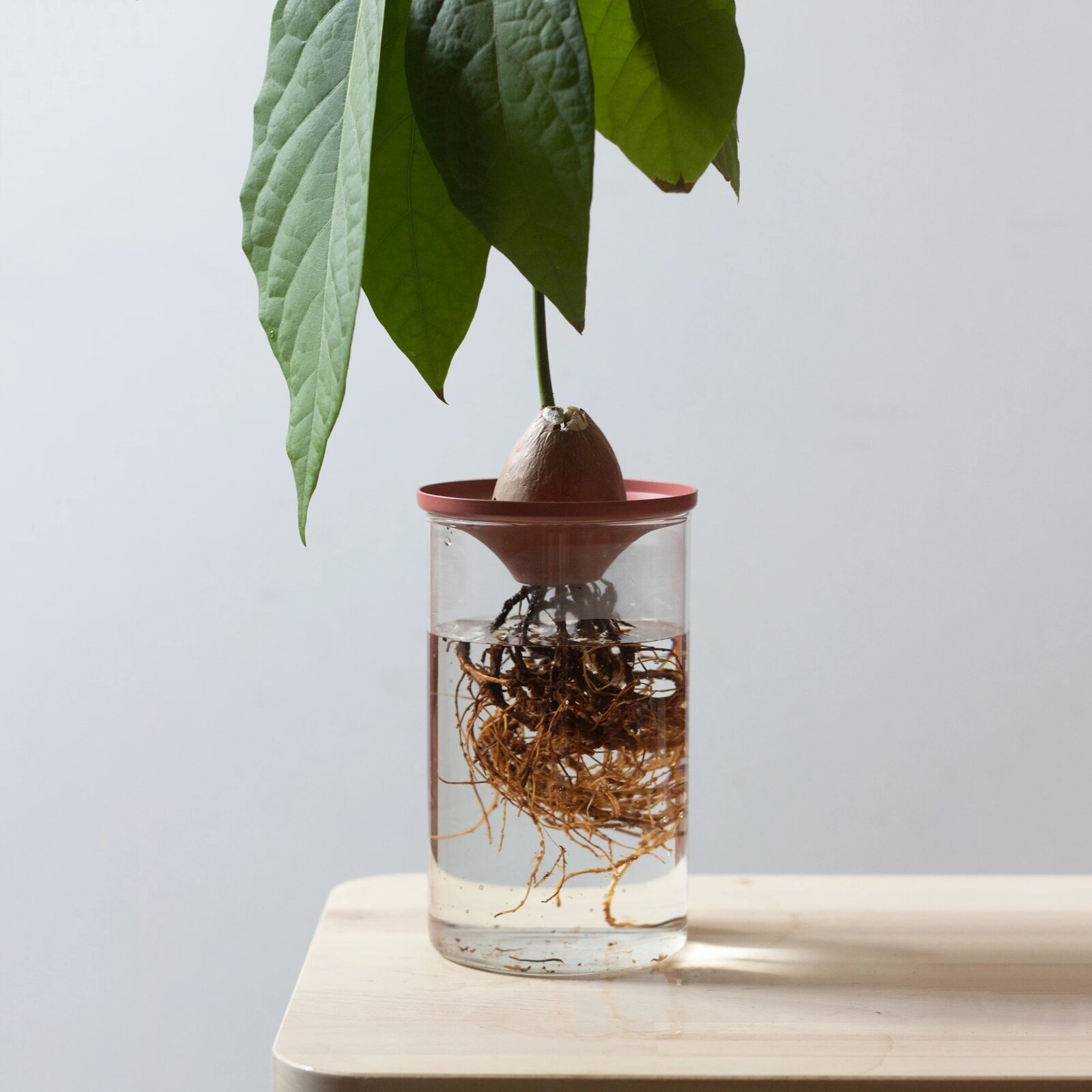 Loop Living Propagation Cone by Dwell - Dwell