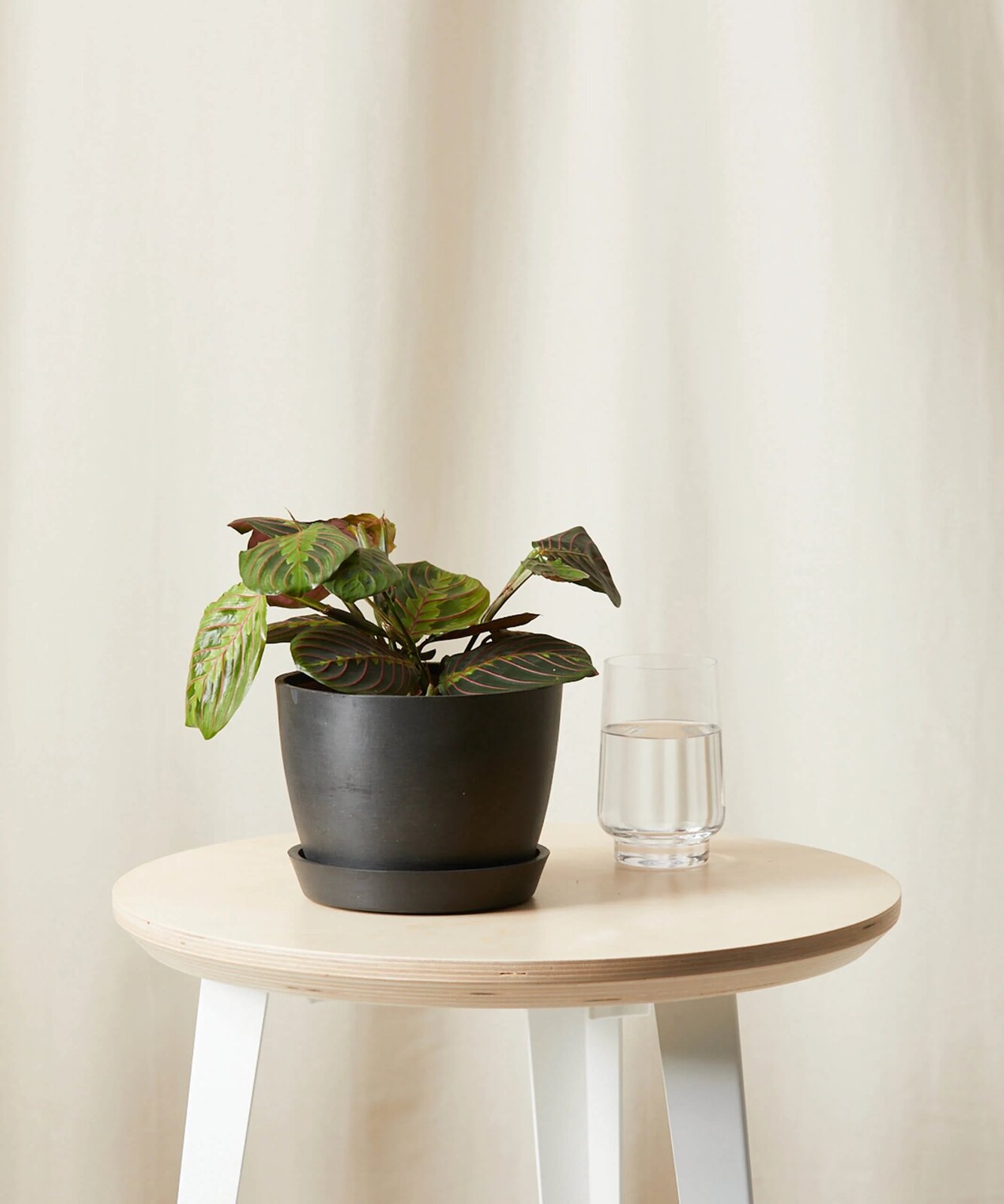 Bloomscape Red Prayer Plant by Bloomscape - Dwell