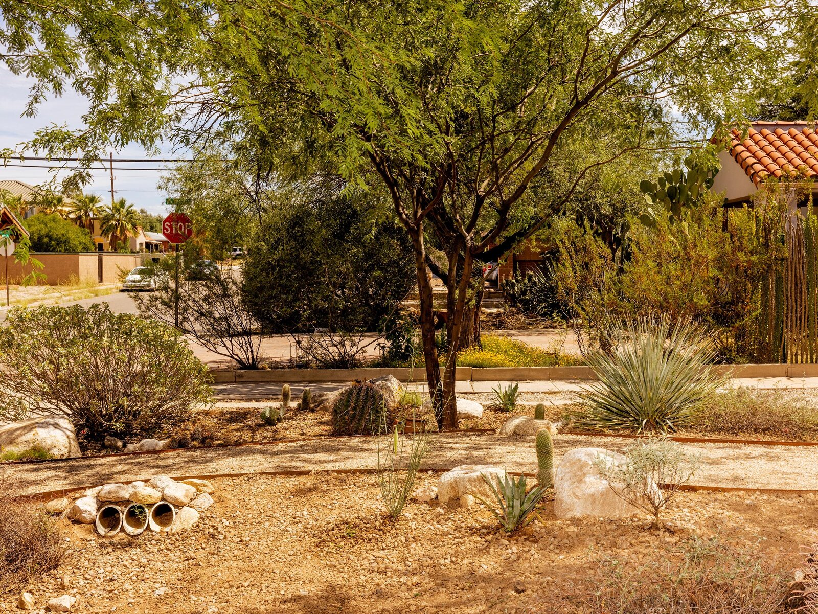Photo 5 of 8 in This Eco-Friendly Lawn in Arizona Mimics a Natural ...