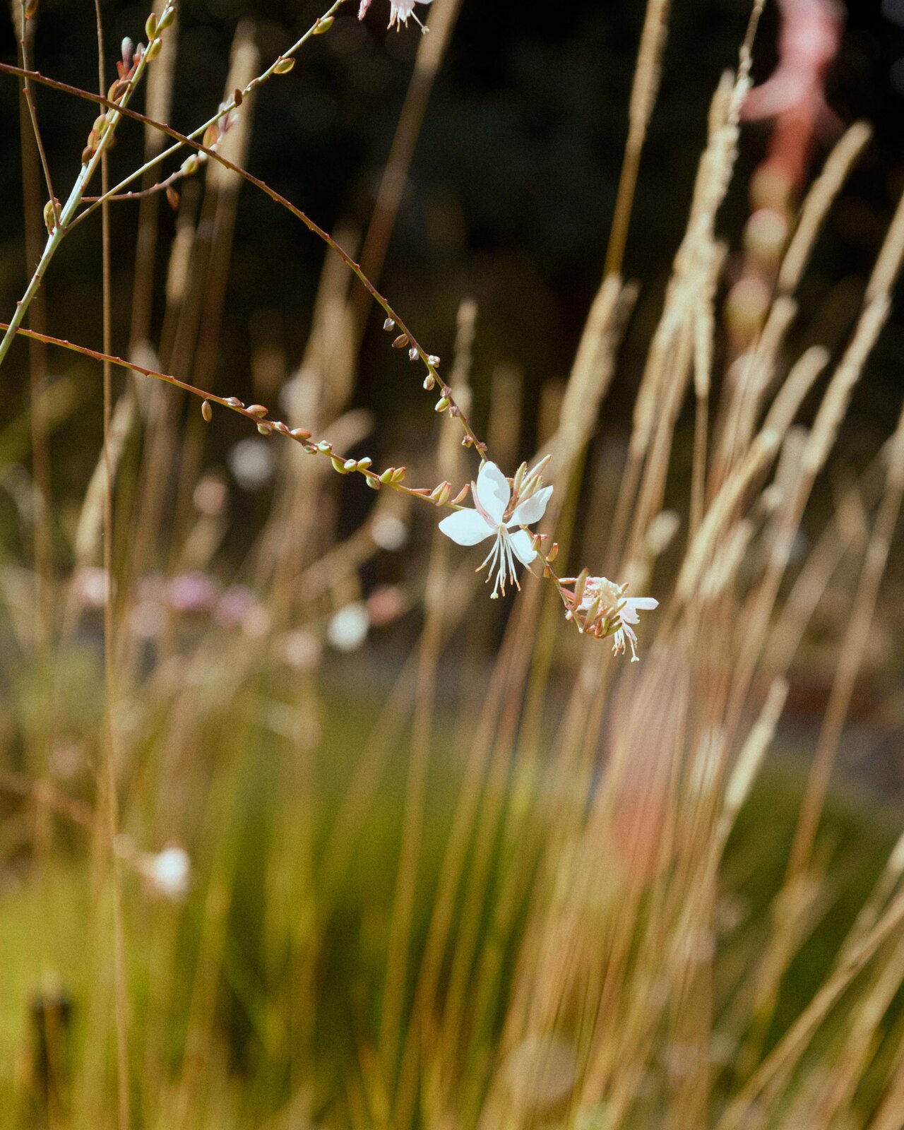 Photo 6 of 8 in Ditch the “Grow-Mow-Blow” Mentality of Lawn Care With ...