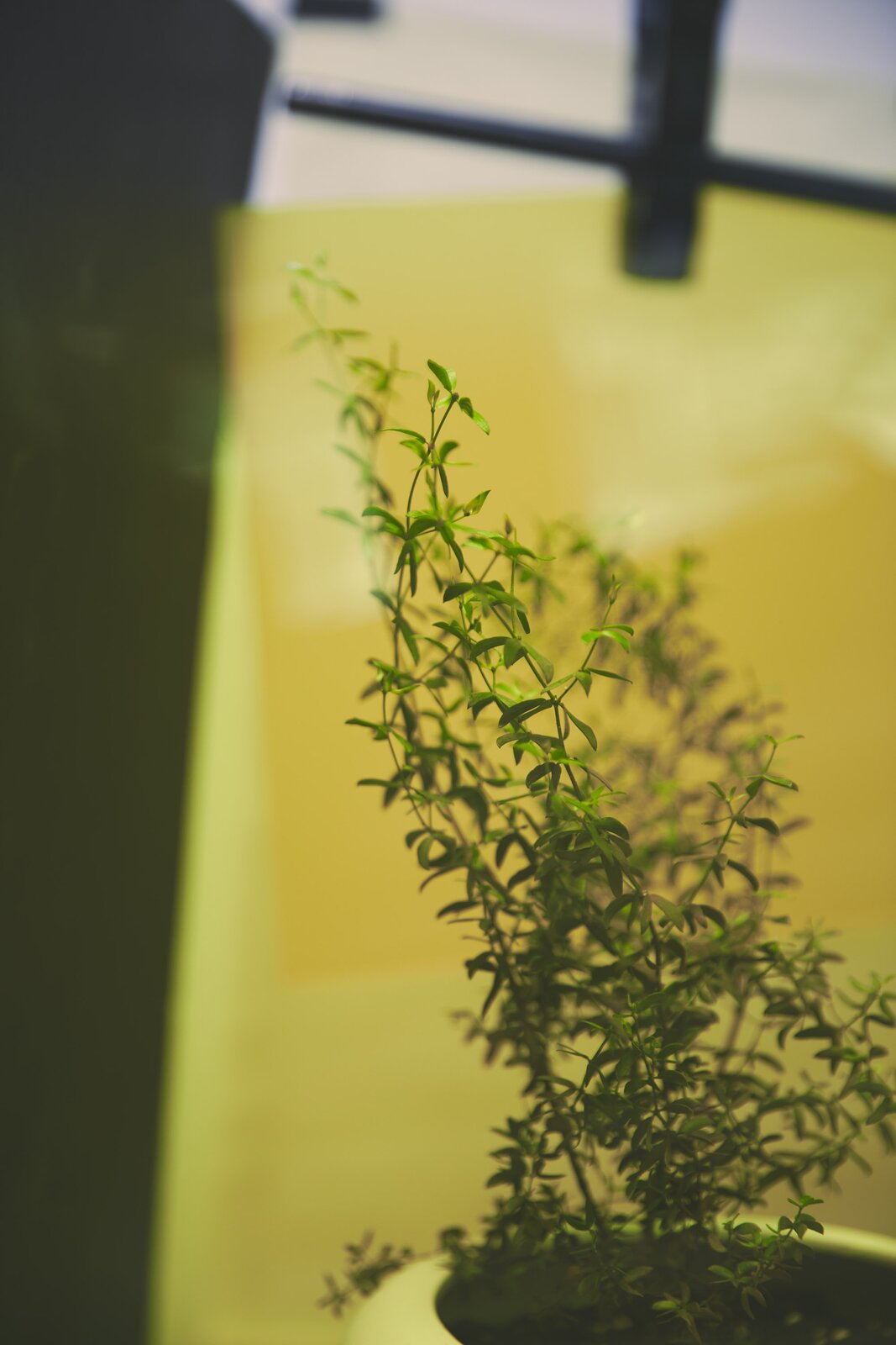 Photo 3 of 3 in An Aromatic Desert Plant Reminds Architect Lindsey ...