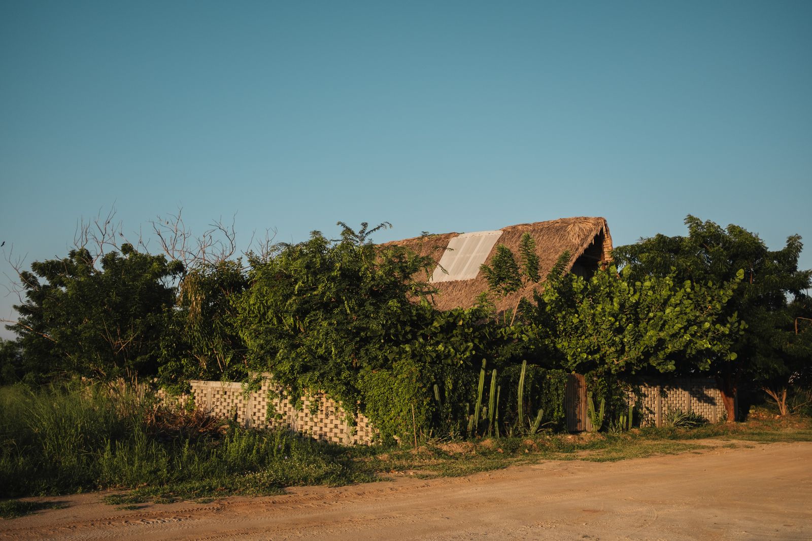 Photo 7 of 19 in An Artist Lets the Wind and Wildlife of Oaxaca Flow ...