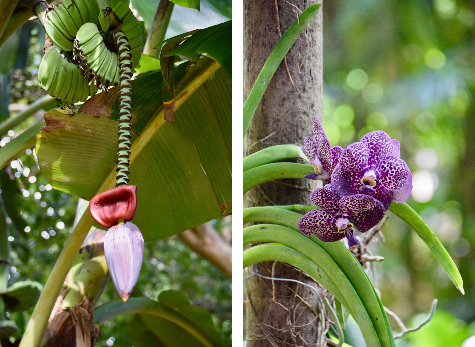 Photo 6 of 8 in Hot Tropic Part 3 - Dwell