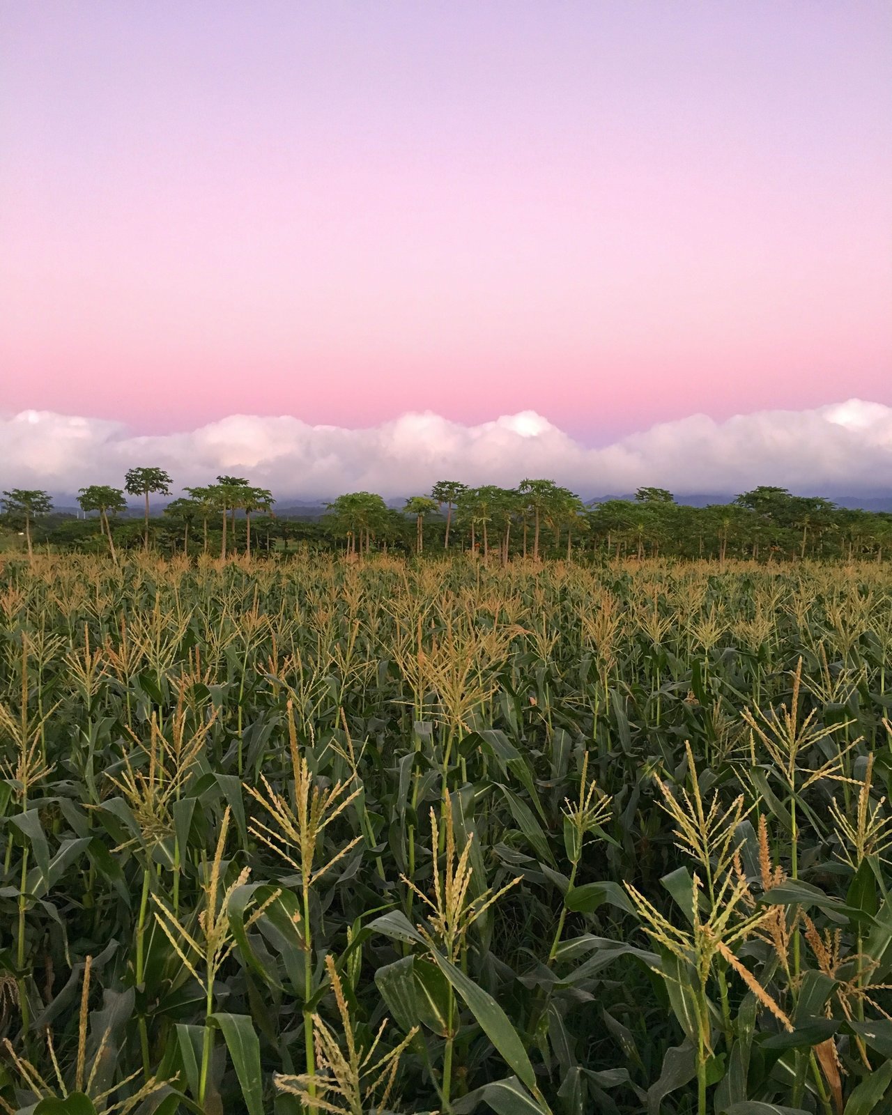 Linny Morris on Dwell