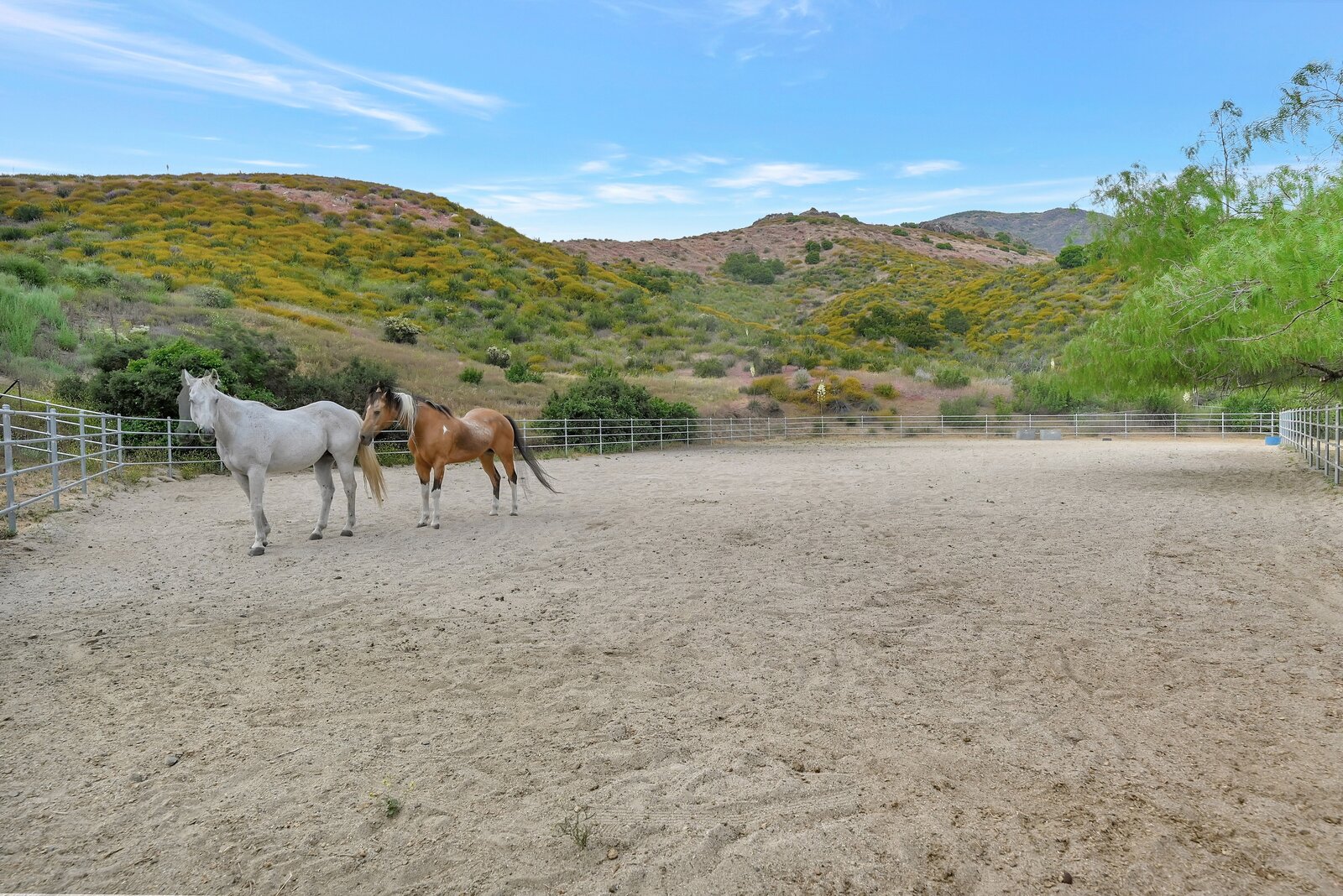 Photo 8 of 10 in Ridgeview Ranch, an Equestrian Dream in Santa Monica ...