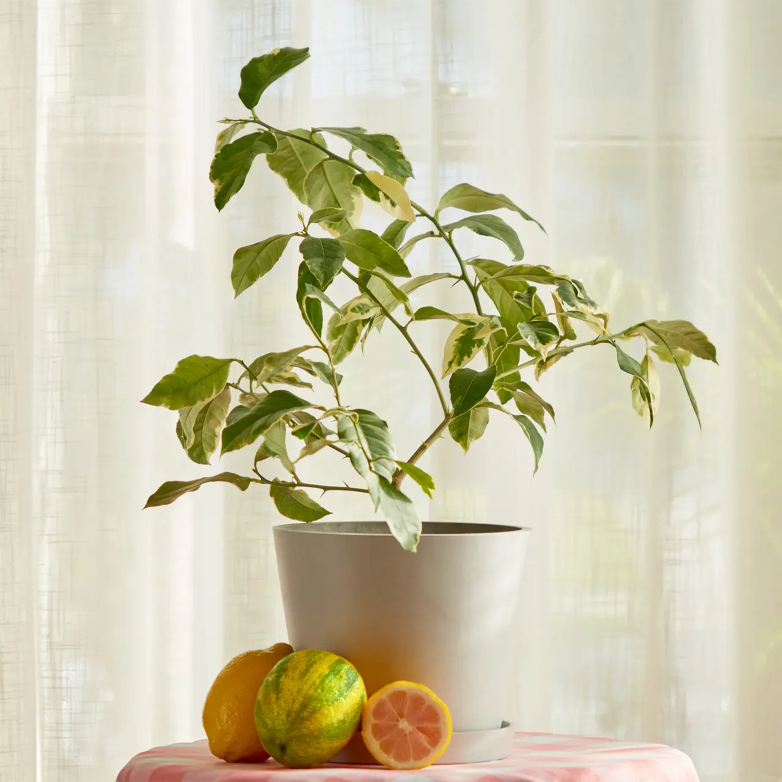 Bloomscape Variegated Pink Lemon Tree by Bloomscape - Dwell