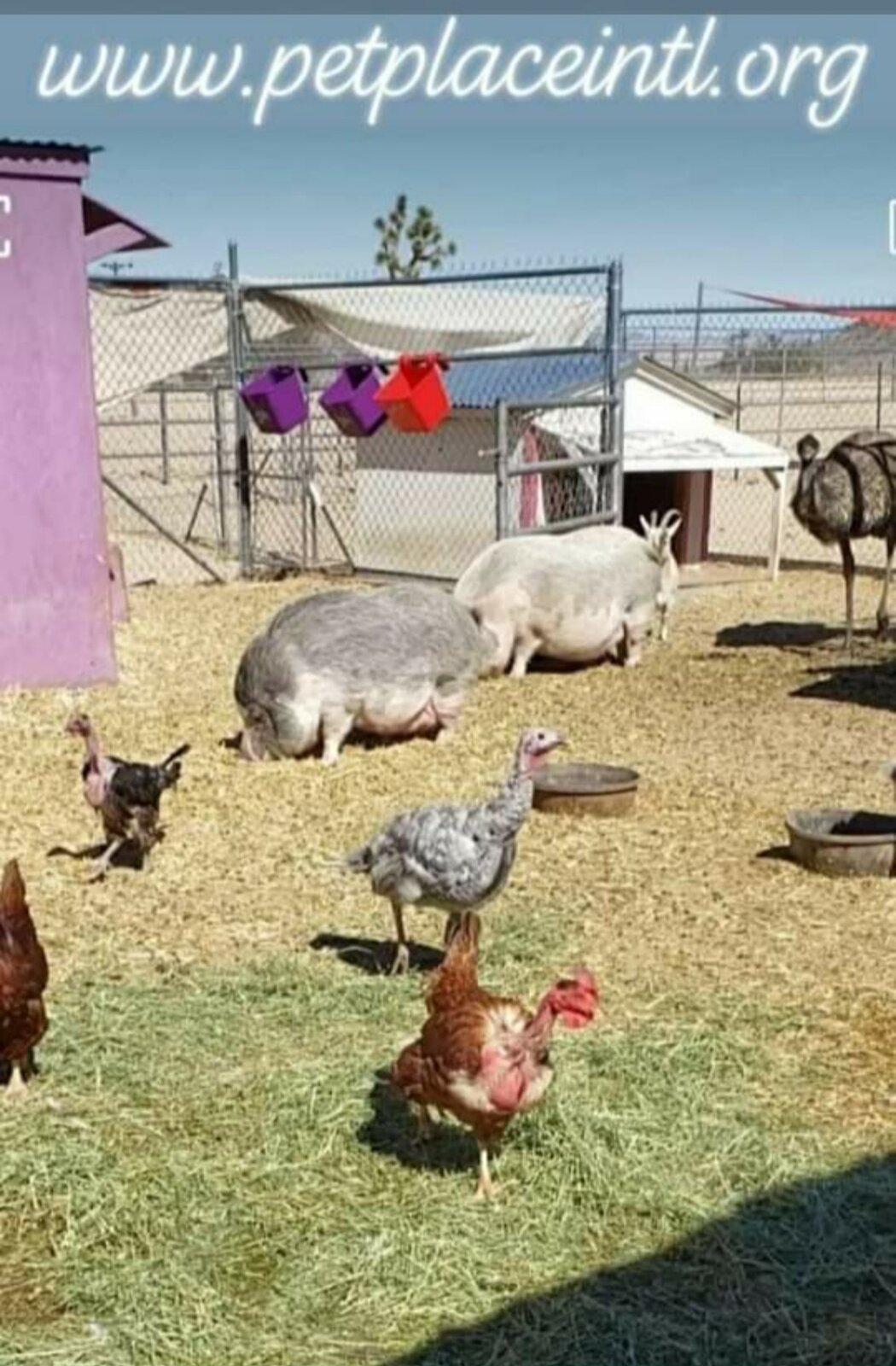 Photo 7 of 12 in Pet Place Paradise by Pet Place International - Dwell