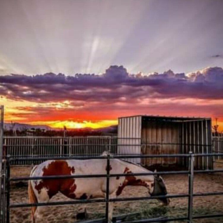 Photo 3 of 12 in Pet Place Paradise by Pet Place International - Dwell